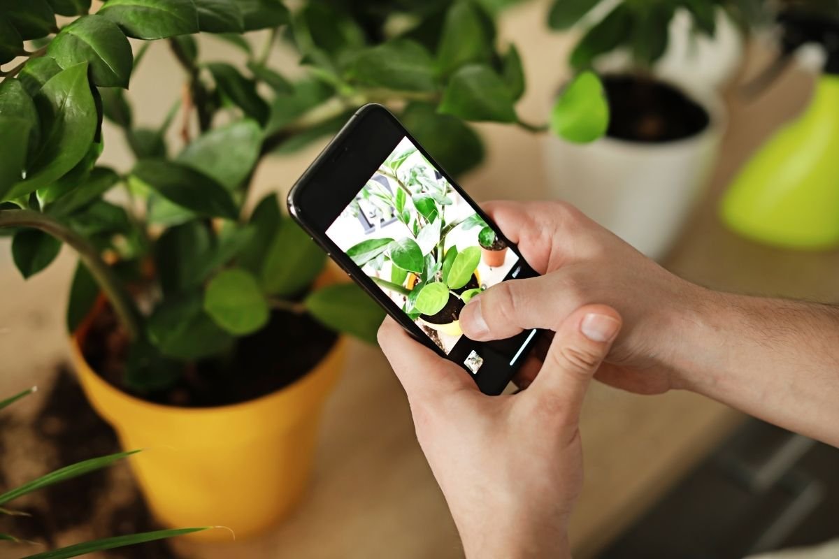 Top 12 Apps to Identify Plants & Flowers | Best Plant Identification Tools